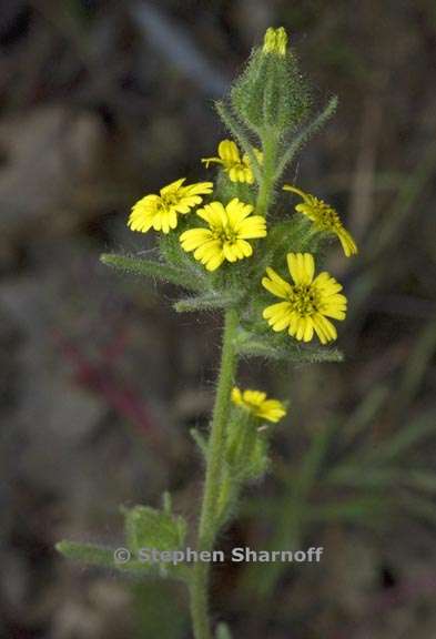 Madia gracilis