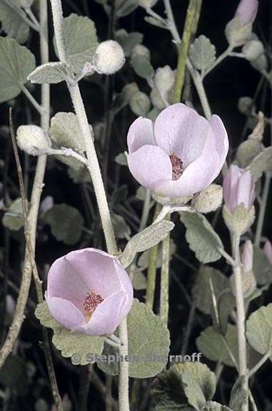 Malacothamnus fremontii