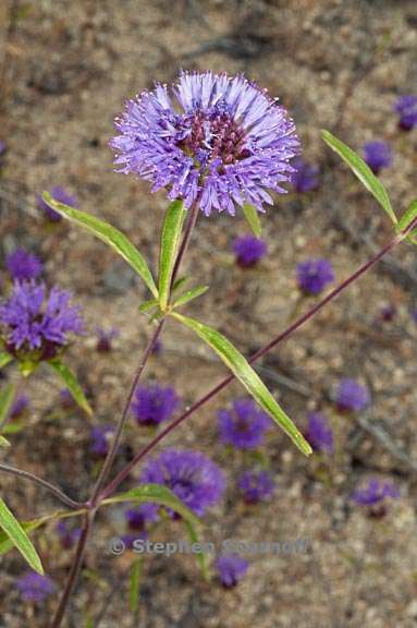 Monardella breweri ssp. lanceolata