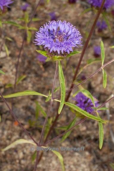 Monardella breweri ssp. lanceolata