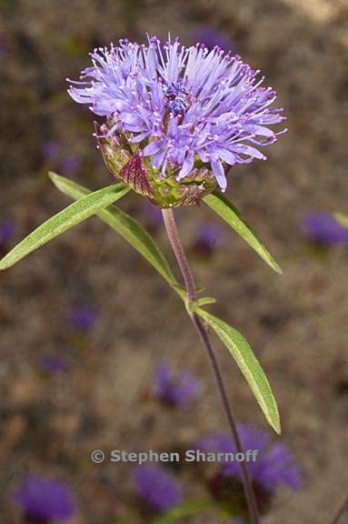 Monardella breweri ssp. lanceolata