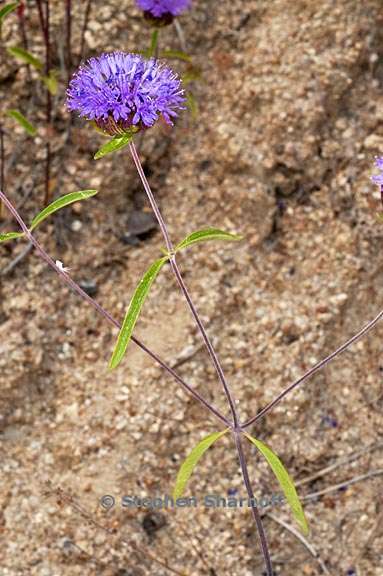 Monardella breweri ssp. lanceolata