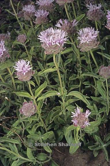 Monardella odoratissima