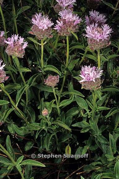 Monardella odoratissima