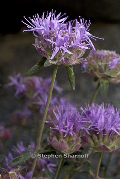 Monardella odoratissima