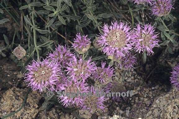 Monardella odoratissima
