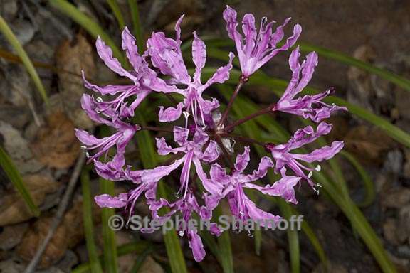 Nerine undulata