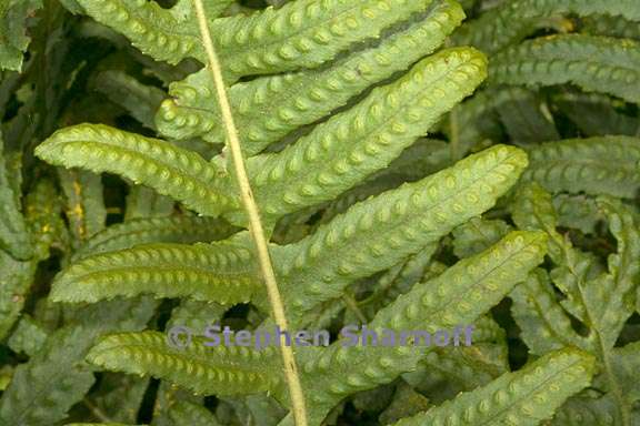 Polypodium californicum