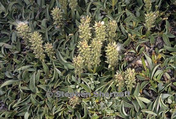 Salix petrophila