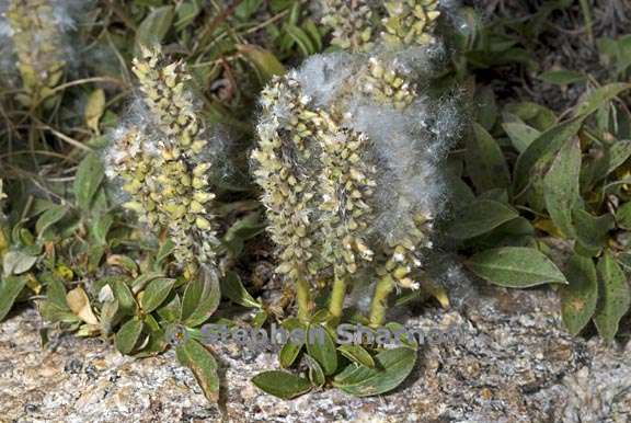 Salix petrophila