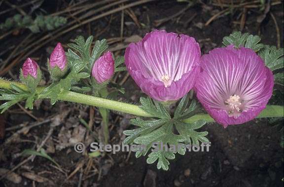 Sidalcea malviflora