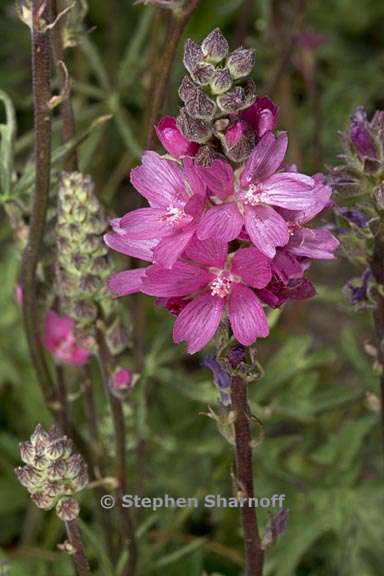 Sidalcea oregana ssp. oregana