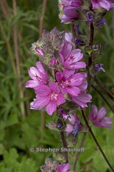 Sidalcea oregana ssp. oregana