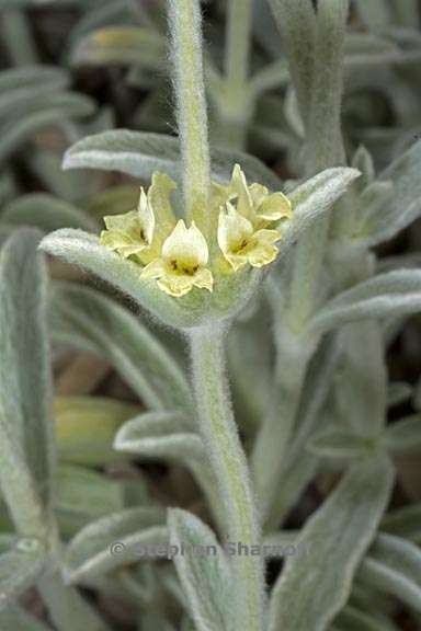 Sideritis italica