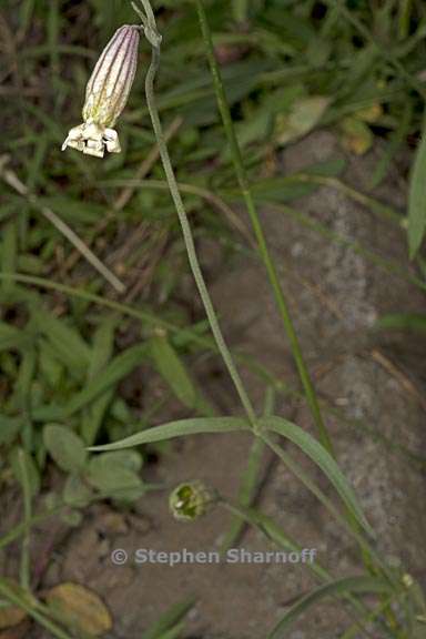 Silene douglasii var. douglasii