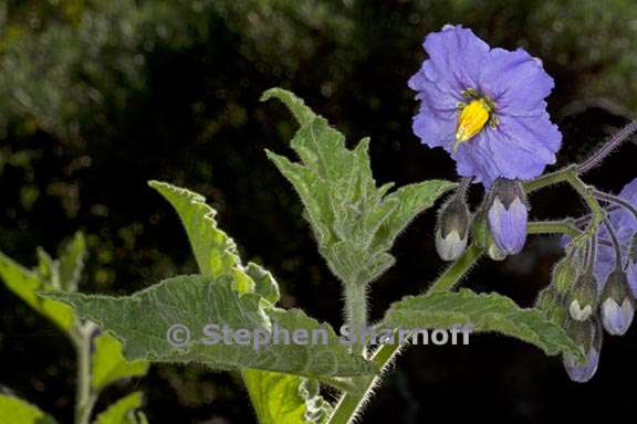 Solanum wallacei
