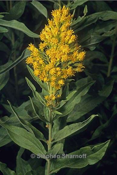 Solidago elongata