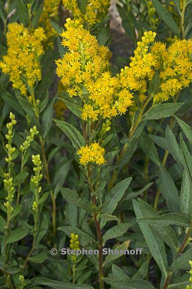 Solidago elongata