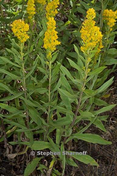 Solidago elongata