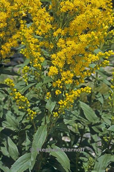 Solidago spectabilis