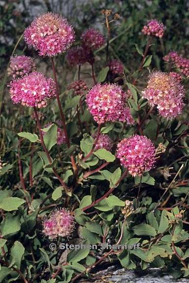 Spiraea splendens