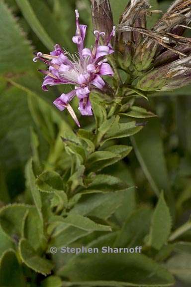 Stevia salicifolia