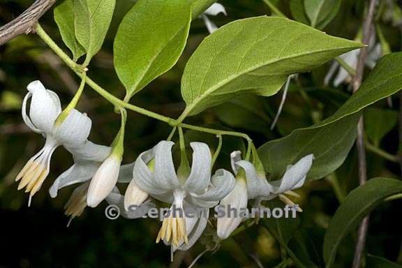 Styrax americanus