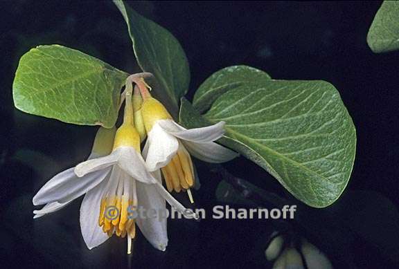 Styrax redivivus