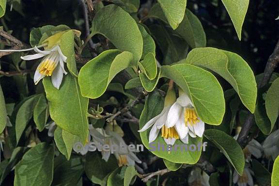 Styrax redivivus