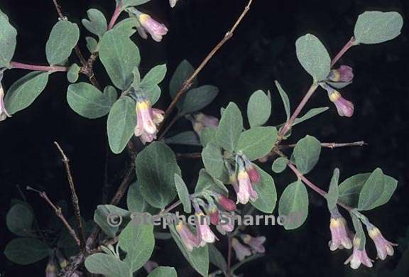 Symphoricarpos rotundifolius
