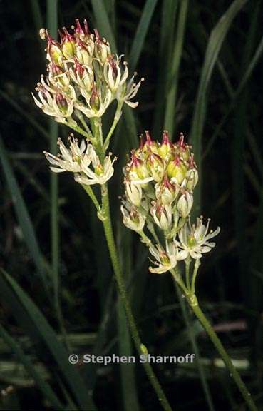 Triantha occidentalis ssp. occidentalis