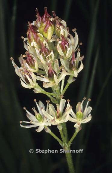 Triantha occidentalis ssp. occidentalis