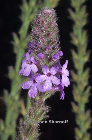 Verbena lasiostachys