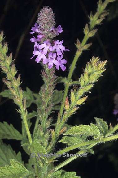 Verbena lasiostachys