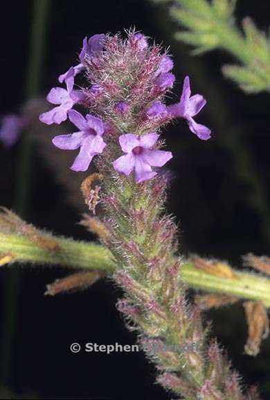 Verbena lasiostachys