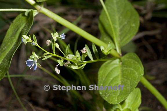 Veronica americana