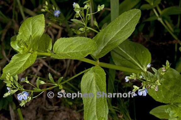 Veronica americana