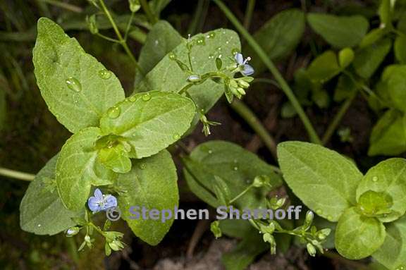 Veronica americana