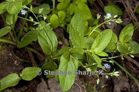 Veronica americana