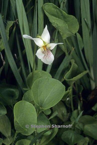 Viola macloskeyi
