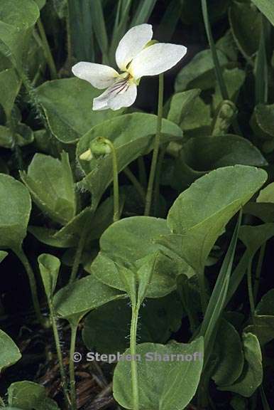 Viola macloskeyi