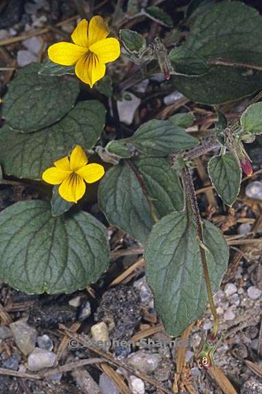 Viola purpurea ssp. purpurea
