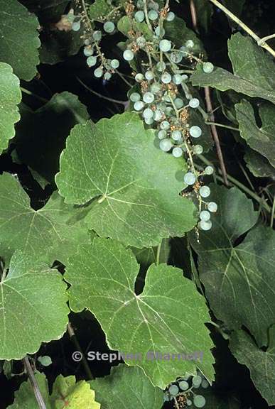 Vitis californica