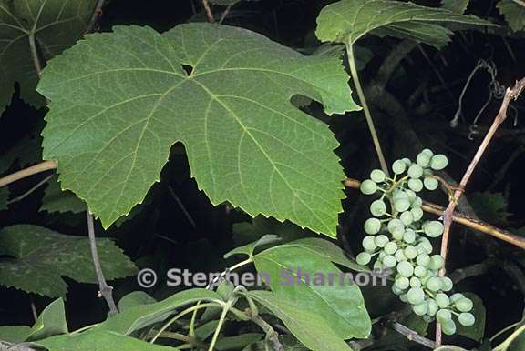 Vitis californica
