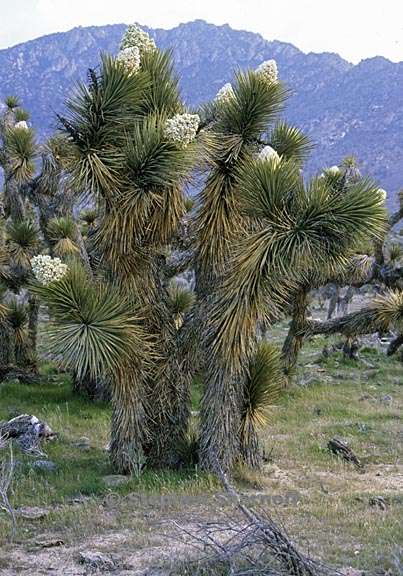 Yucca brevifolia