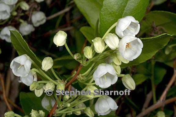 Zenobia pulverulenta