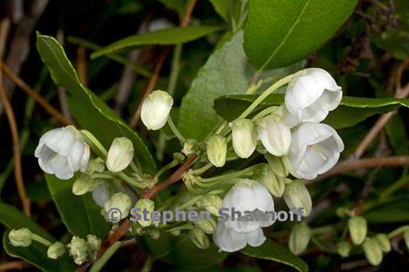 Zenobia pulverulenta