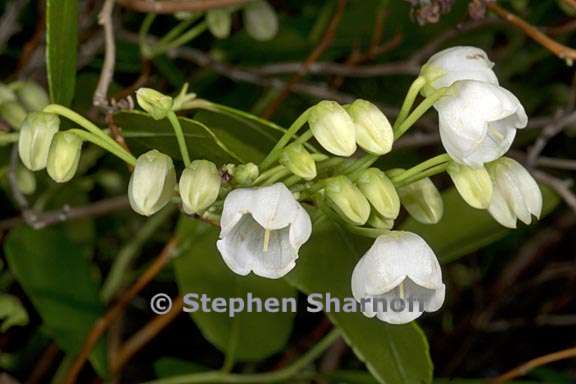 Zenobia pulverulenta