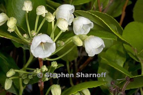 Zenobia pulverulenta